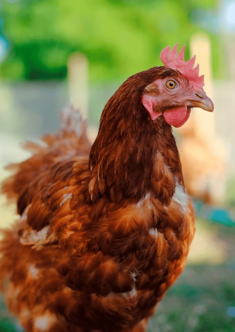 Layer Chickens For Sale Toowoomba | Trusted For Over 30 Years